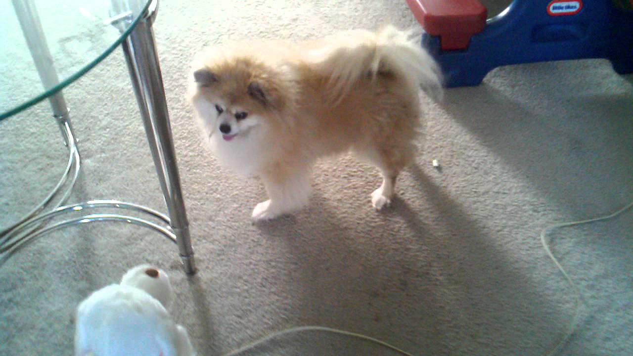 Dog not happy with mechanical dog - YouTube