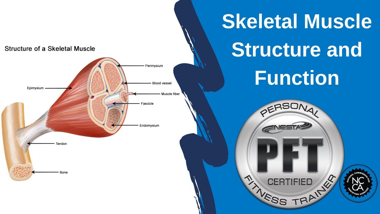 Skeletal Muscle Structure and Function - YouTube