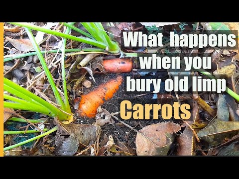 What happens when you BURY OLD LIMP CARROTS in garden - Zombie Carrots ...