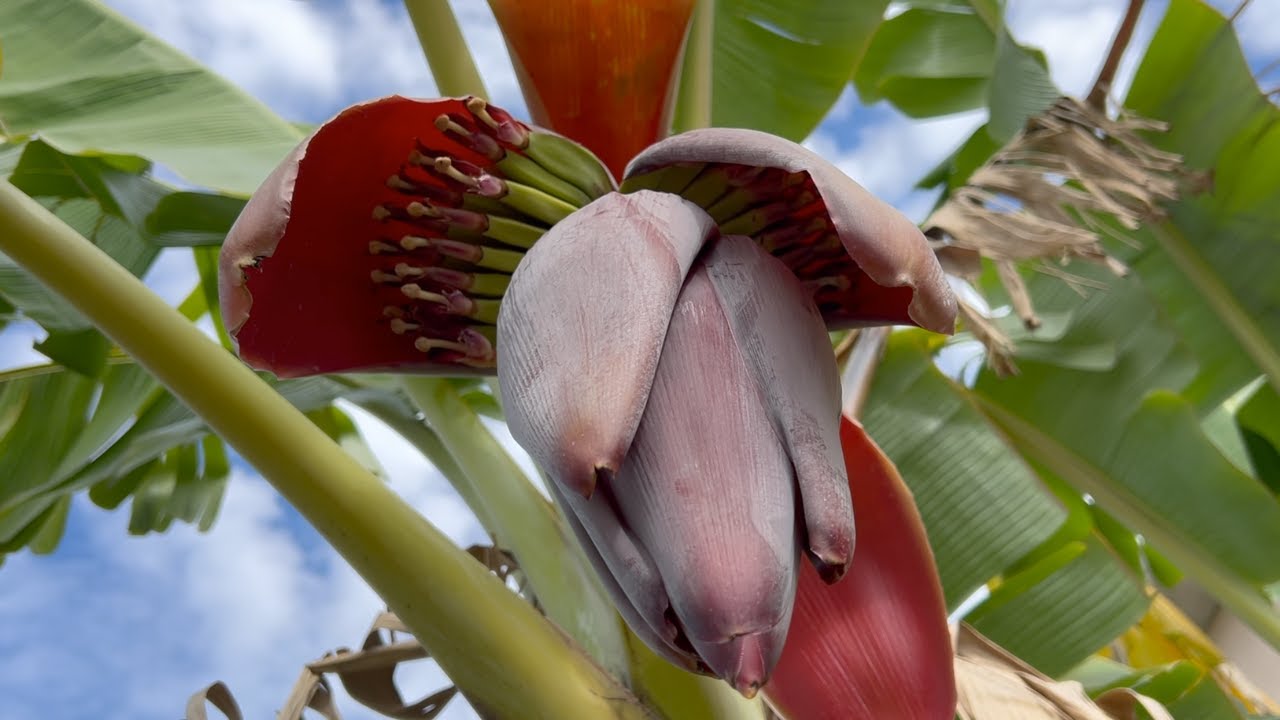 The Blue Java banana, also known as the ice cream banana - YouTube