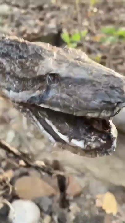 giant python fossils#youtubeshorts #short #bigpython - YouTube