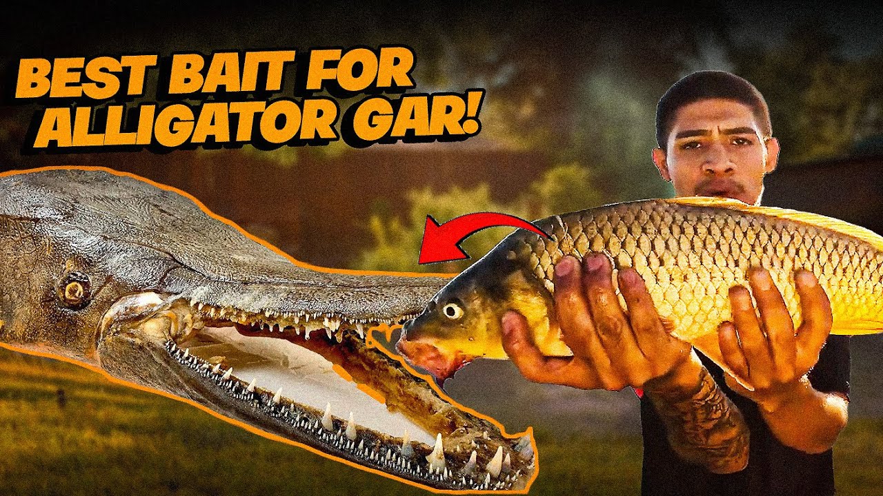 Best Bait for Alligator Gar – Catching Fresh Bait & Setting Up for ...