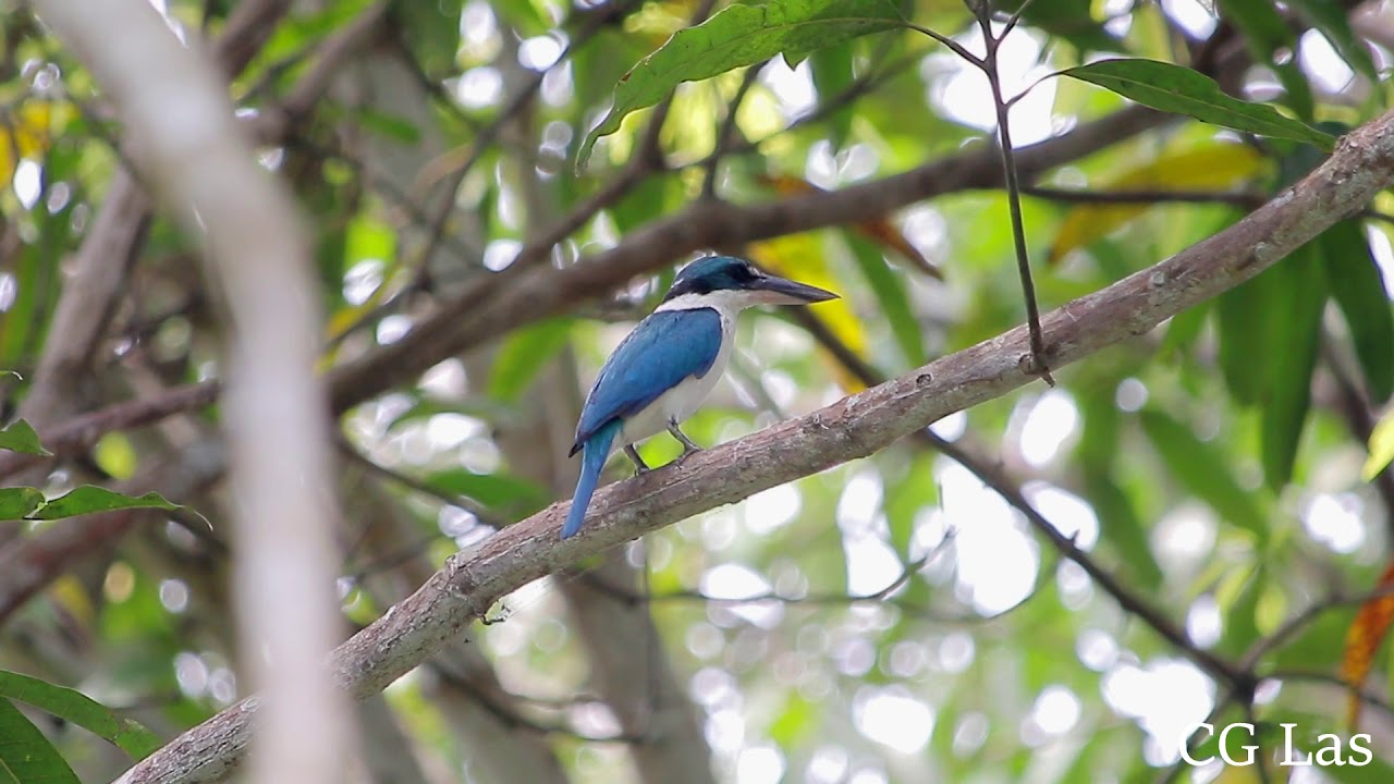 White Collared Kingfisher (Philippines) - YouTube