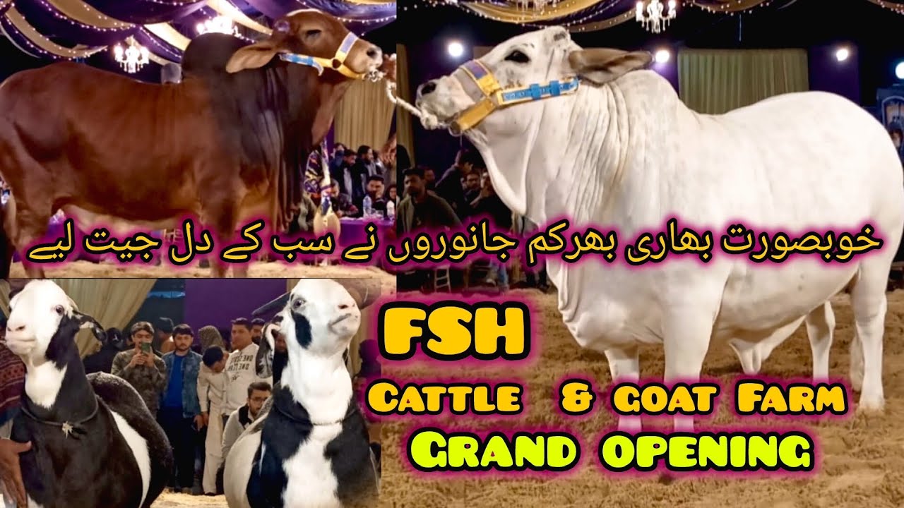 FSH cattle farm grand opening | Season 2025 #cattlesjunoon # ...