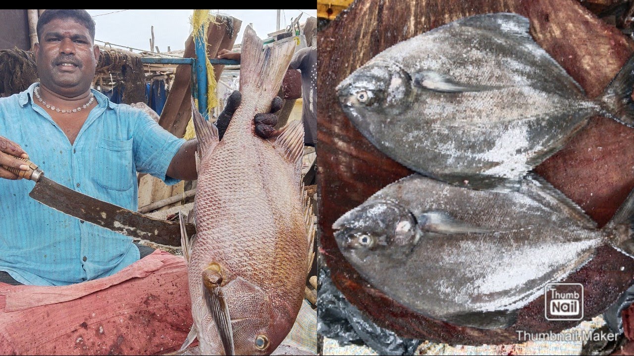 Karuppu Vavval/Korali fish cutting video/fishcuttingrs #fishcuttingrs # ...