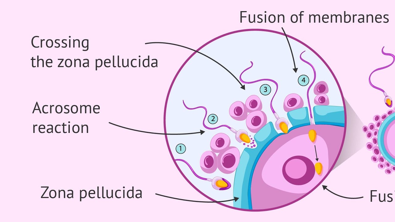 03. Veterinary anatomy General Embryology lecture 3 (part 1 / 2 ...
