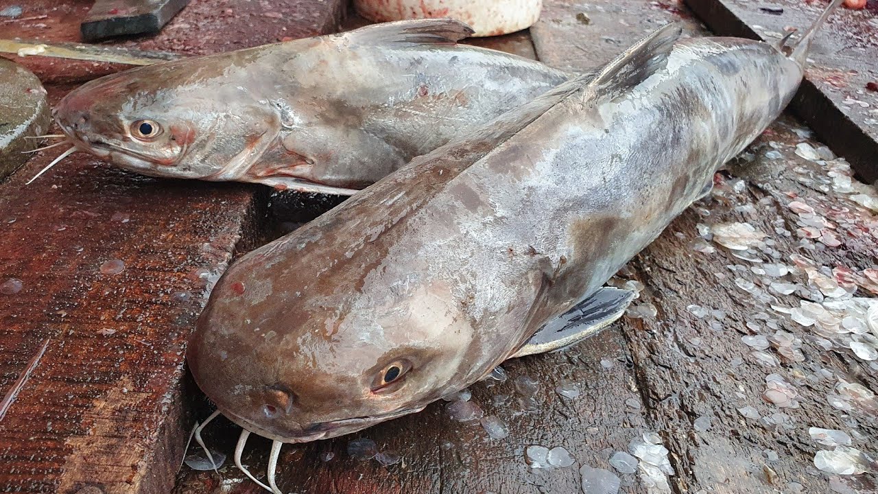 Speed Fish Cutting Skills | Cat Fish Breaking Down into Slices - YouTube