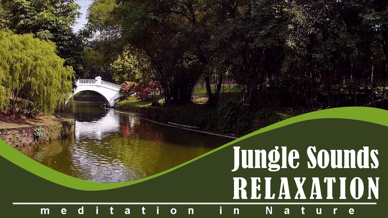 Jungle Sounds And Pictures Youtube