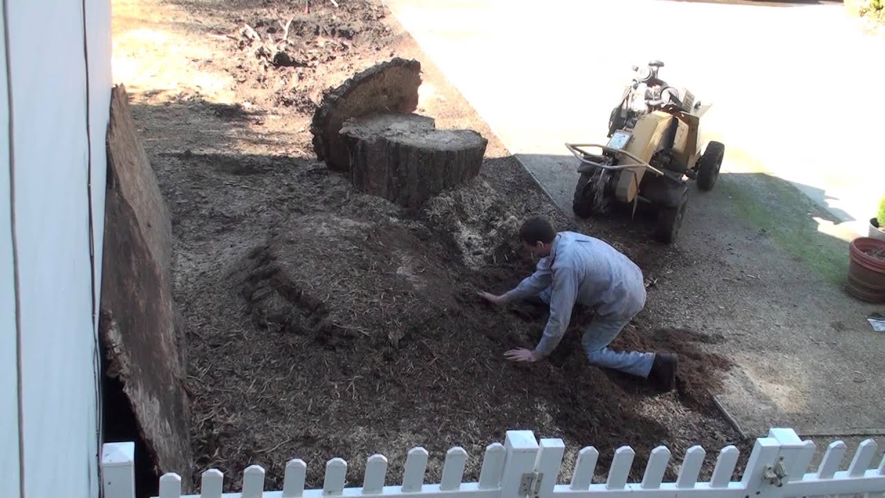Pine Tree Removal Part 3 (the stump) - YouTube