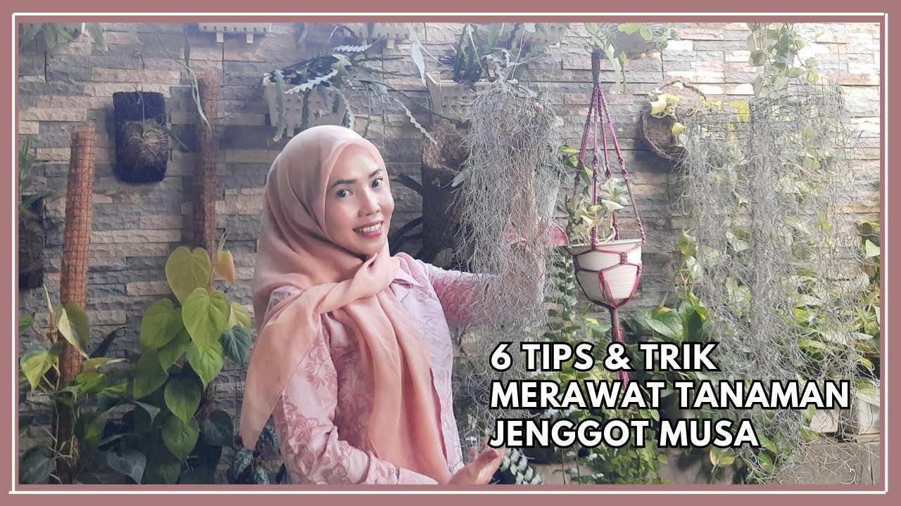 6 Tips Merawat Tanaman Jenggot Musa (Spanish Moss) Tanaman Udara Agar ...
