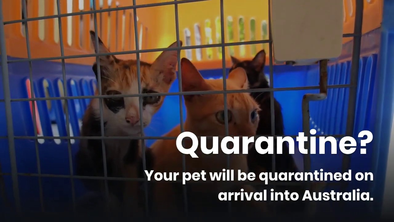What you need for pet relocation and immigration to Australia - PETport ...