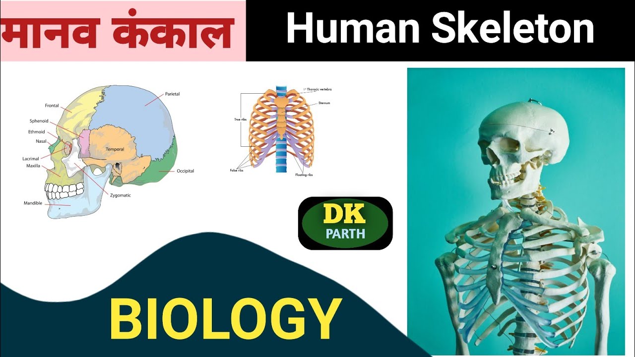 Human Skeleton : मानव कंकाल। Bone। Cartilage। Skeletal system। Biology ...