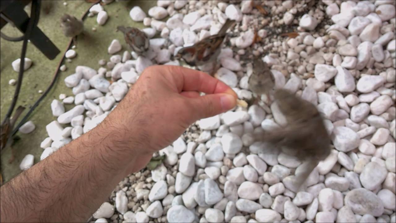Playful greedy sparrows - hungry birds or just bold greedy birds ...