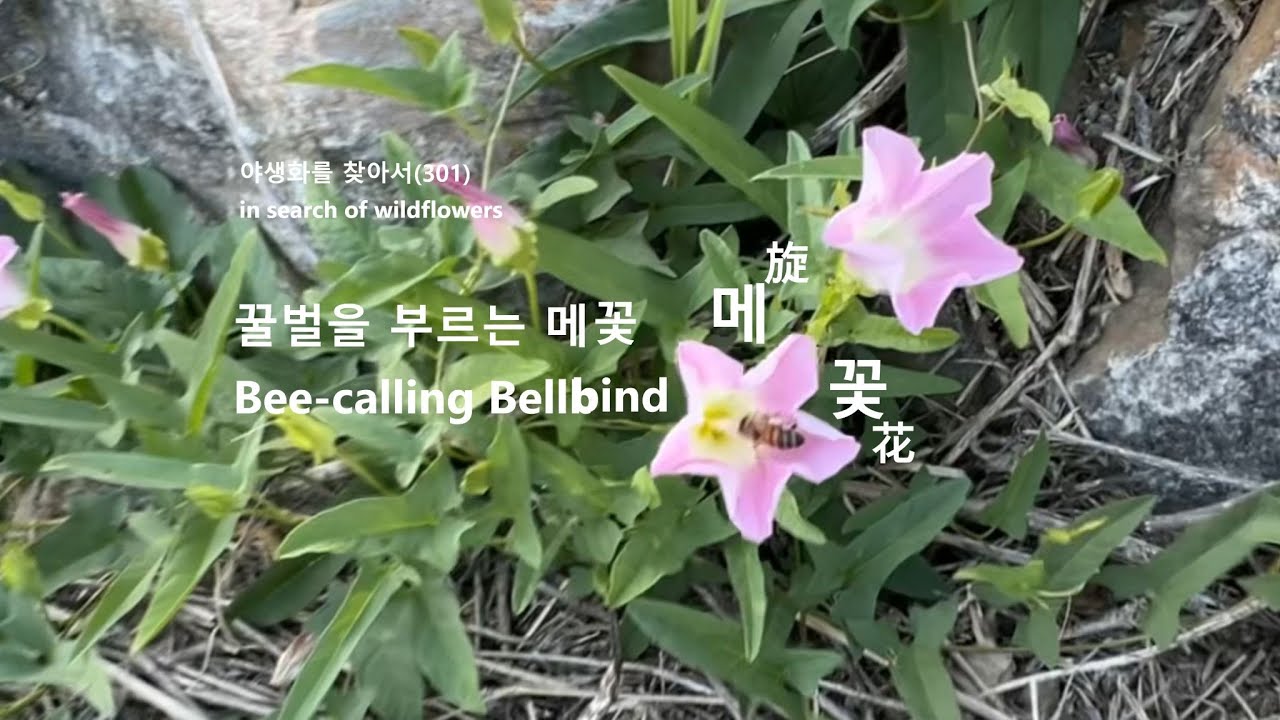꿀벌을 부르는 메꽃 Bee calling Bellbind 야생화를 찾아서(301) in search of wildflowers 유등천 강턱 - YouTube
