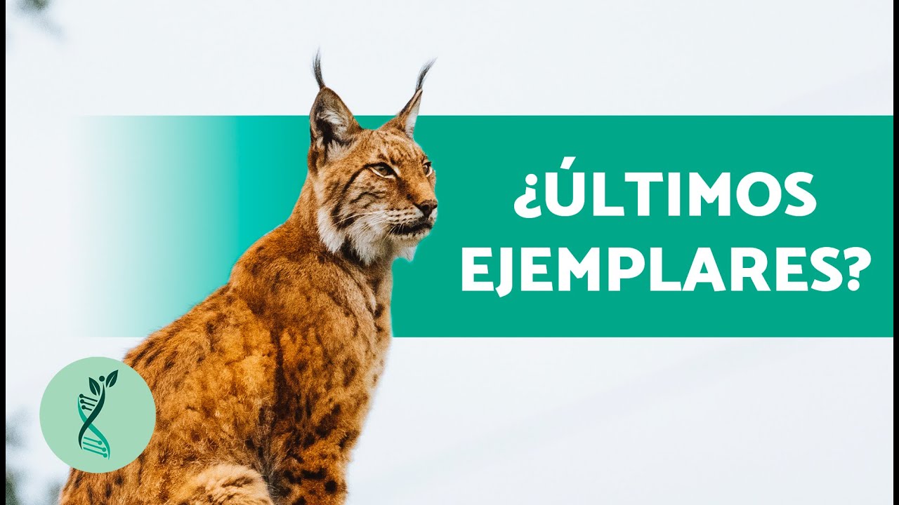 Lince Animal Significado