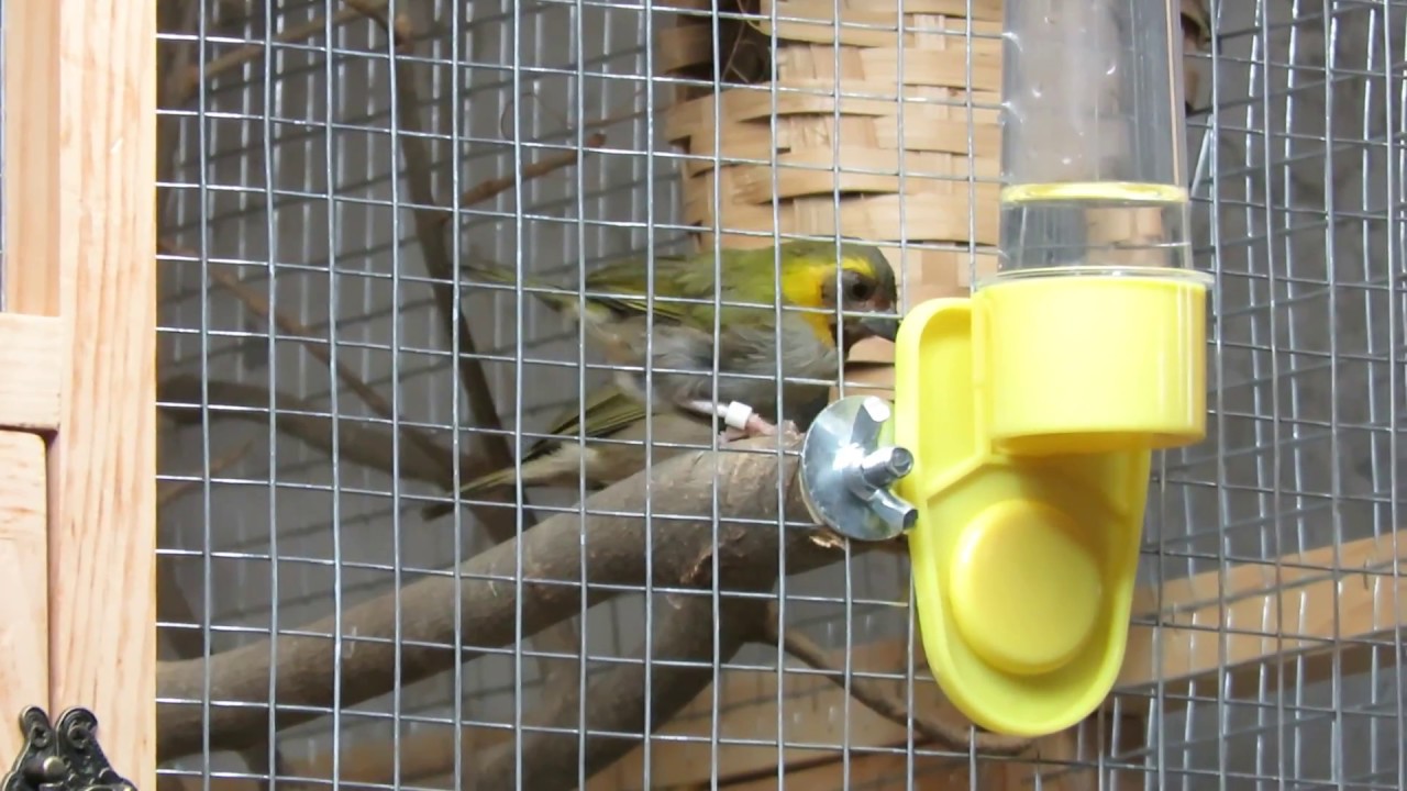 Cuban finches breeding (Tomeguines del pinar haciendo cria) - YouTube