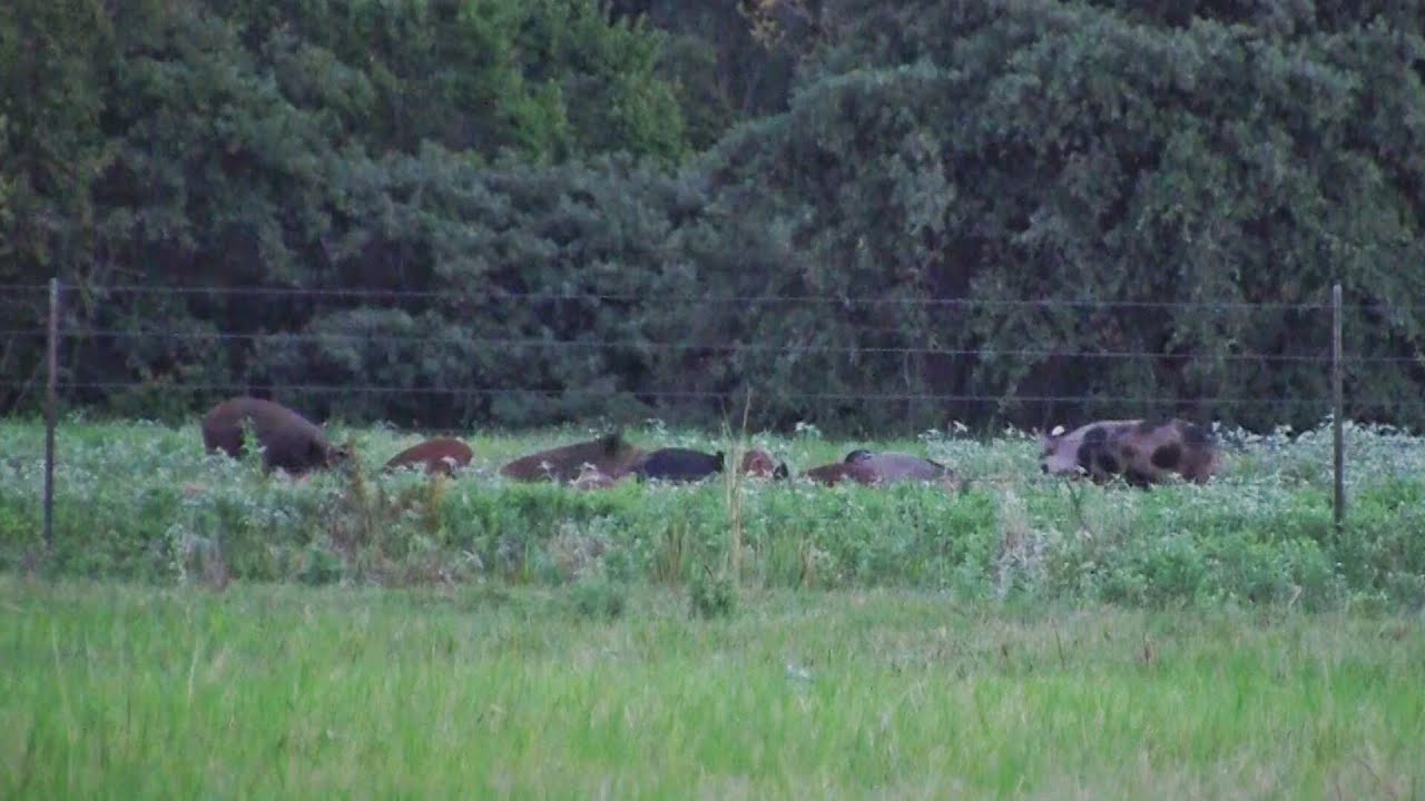 Double teaming hogs! - YouTube