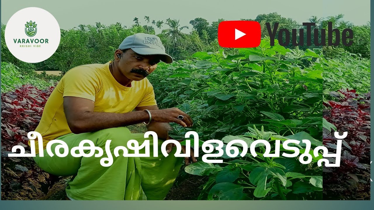 ചീരകൃഷി വിളവെടുപ്പ് | കൃഷി | Nishad varavoor - YouTube