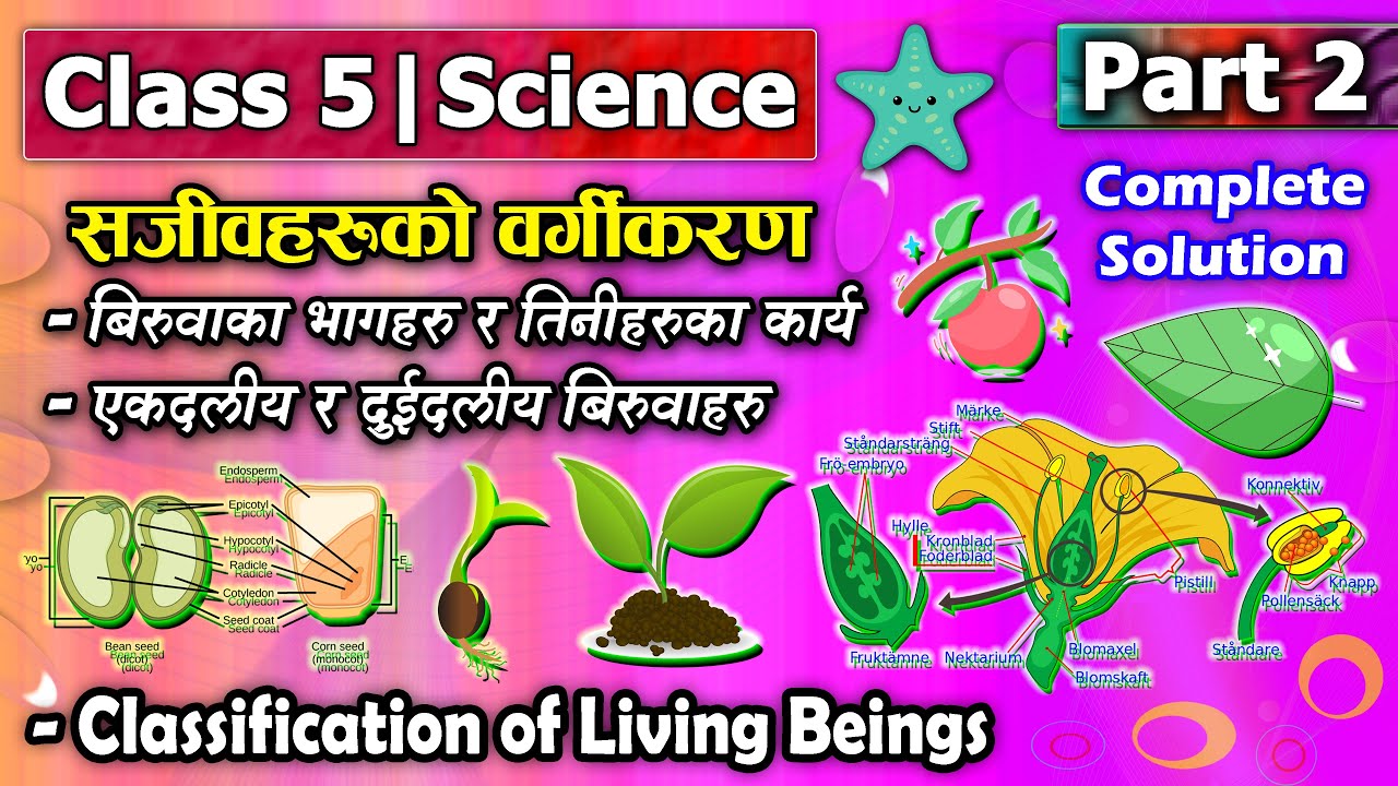 Classification of Living Beings (Part 2) || Class 5 Science chapter 4 ...