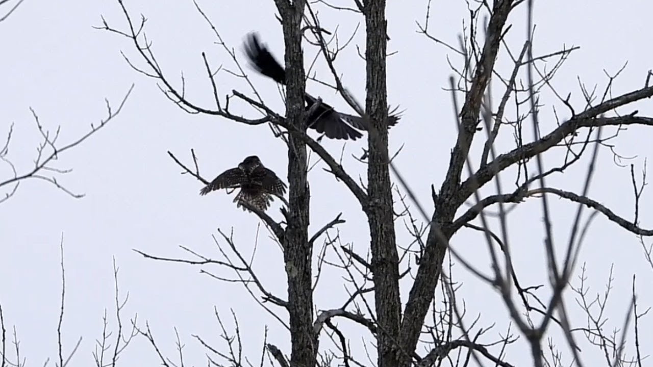 Northern Hawk Owl being dive bombed by common ravens - YouTube