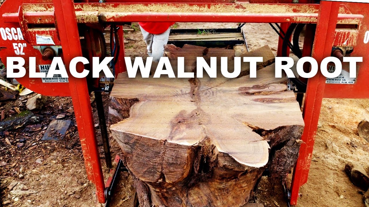 Huge Black Walnut Root Cut Into Large Table Slabs | Gone Right! - YouTube