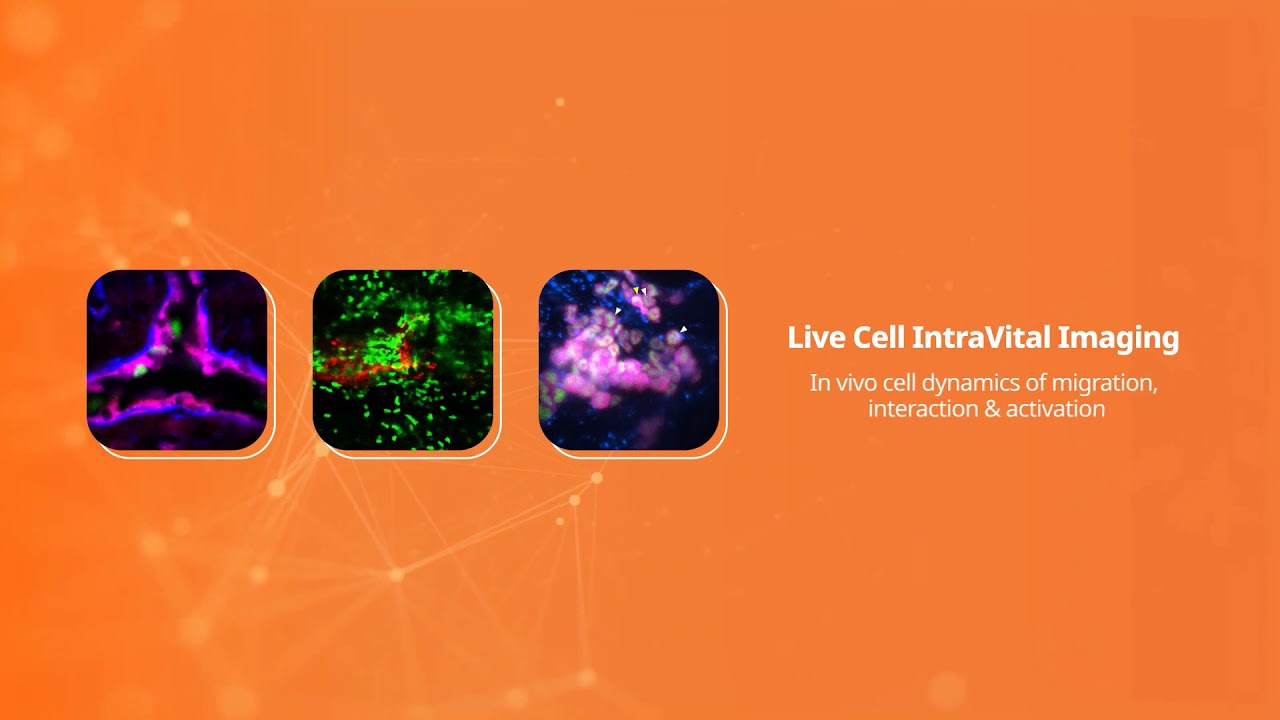 IntraVital Microscopy (IVM) - YouTube