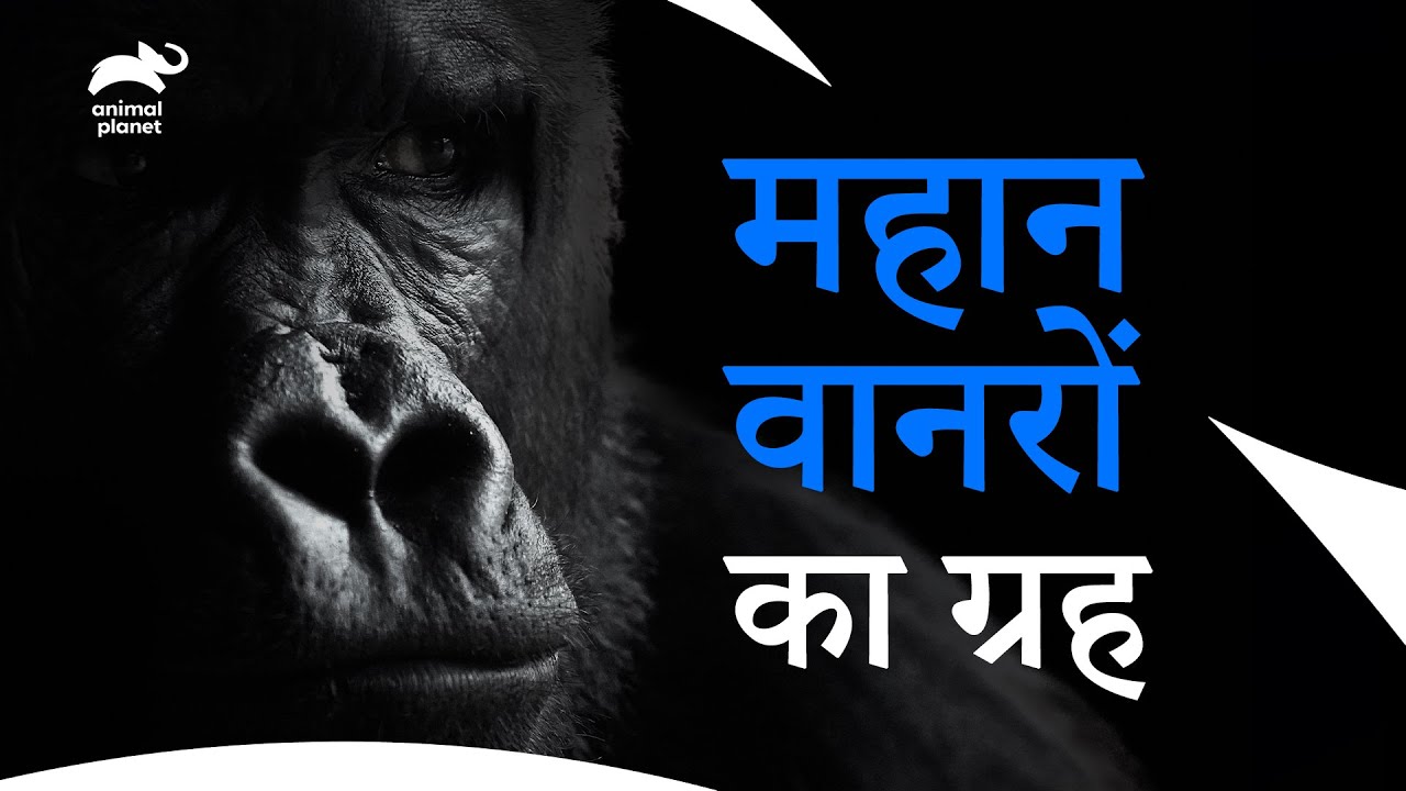 World Chimpanzee Day 🦍 - How They Live as FAMILY | विश्व चिंपैंजी दिवस ...