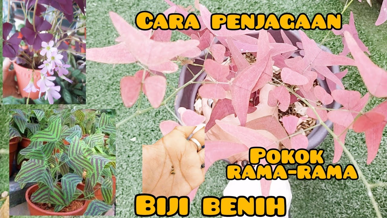 cara penjagaan pokok rama-rama - YouTube