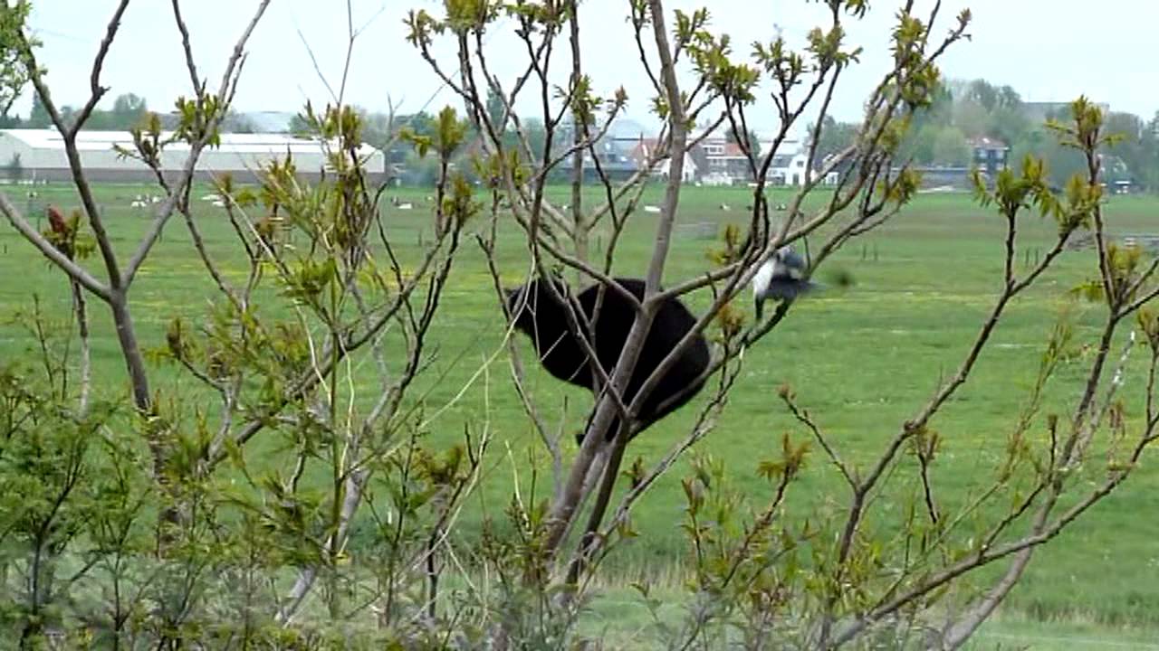 Angry Bird - aggressive evil magpie drives away cat - YouTube