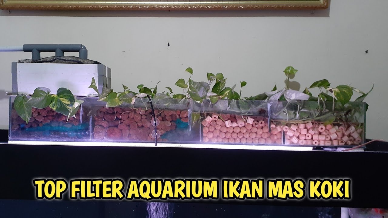 Seberapa efektif top filter untuk aquarium ikan mas koki - YouTube