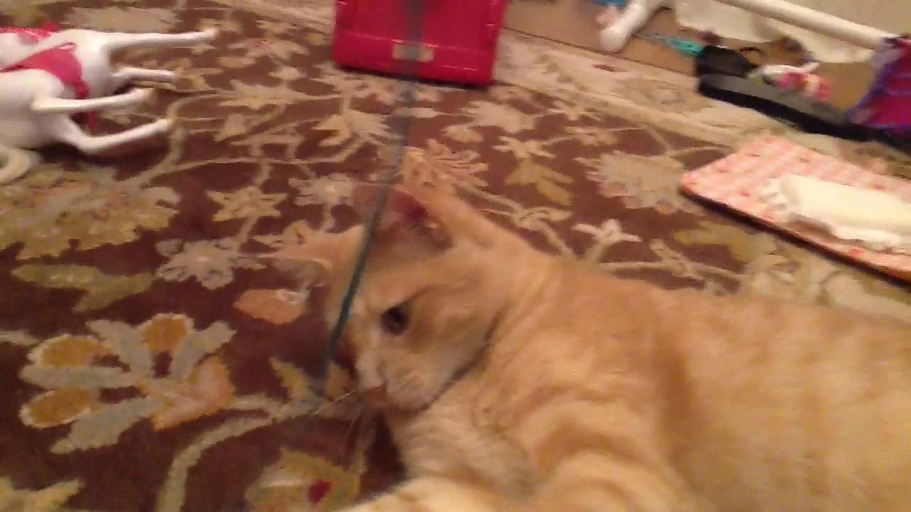 Silly cat - YouTube