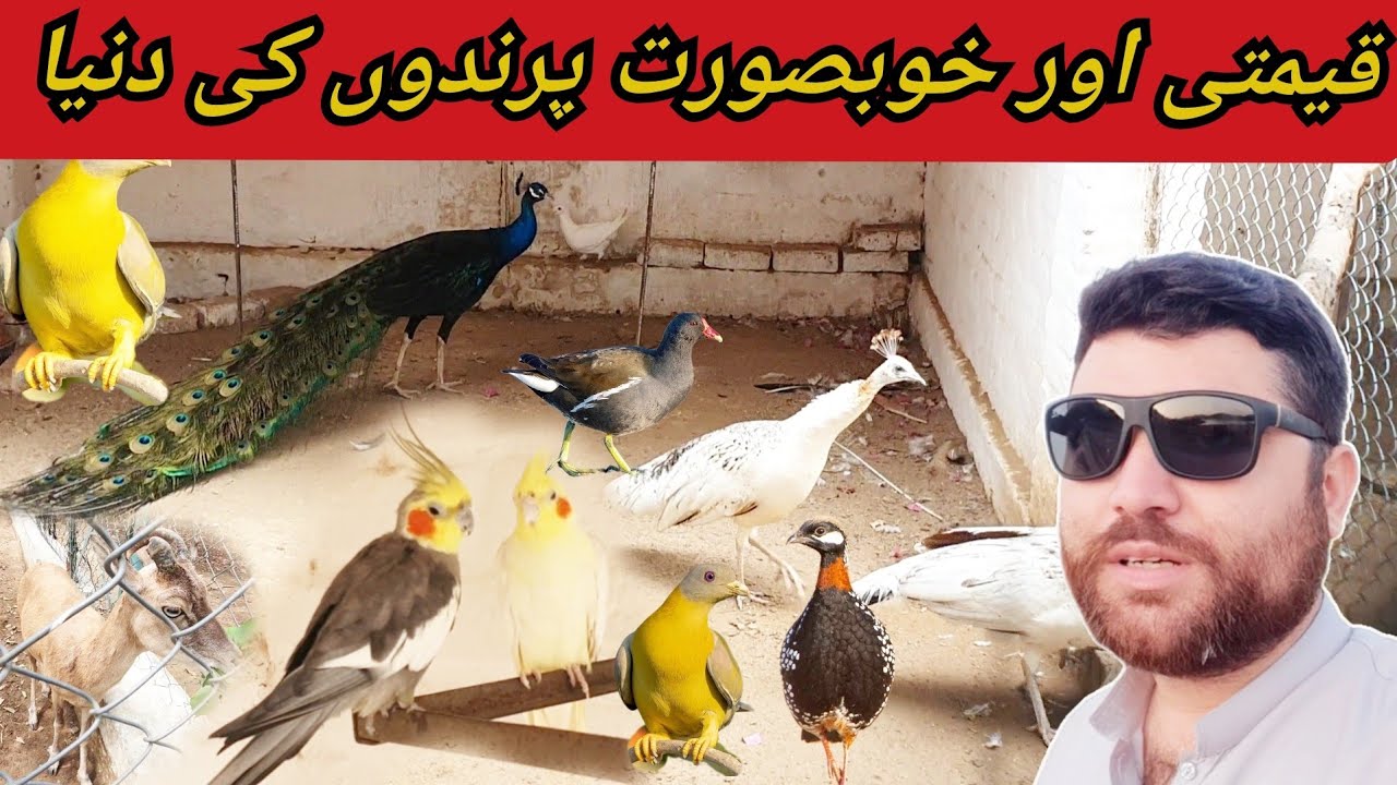 Precious & Beautiful Birds World | Expensive Birds in Pakistan! - YouTube