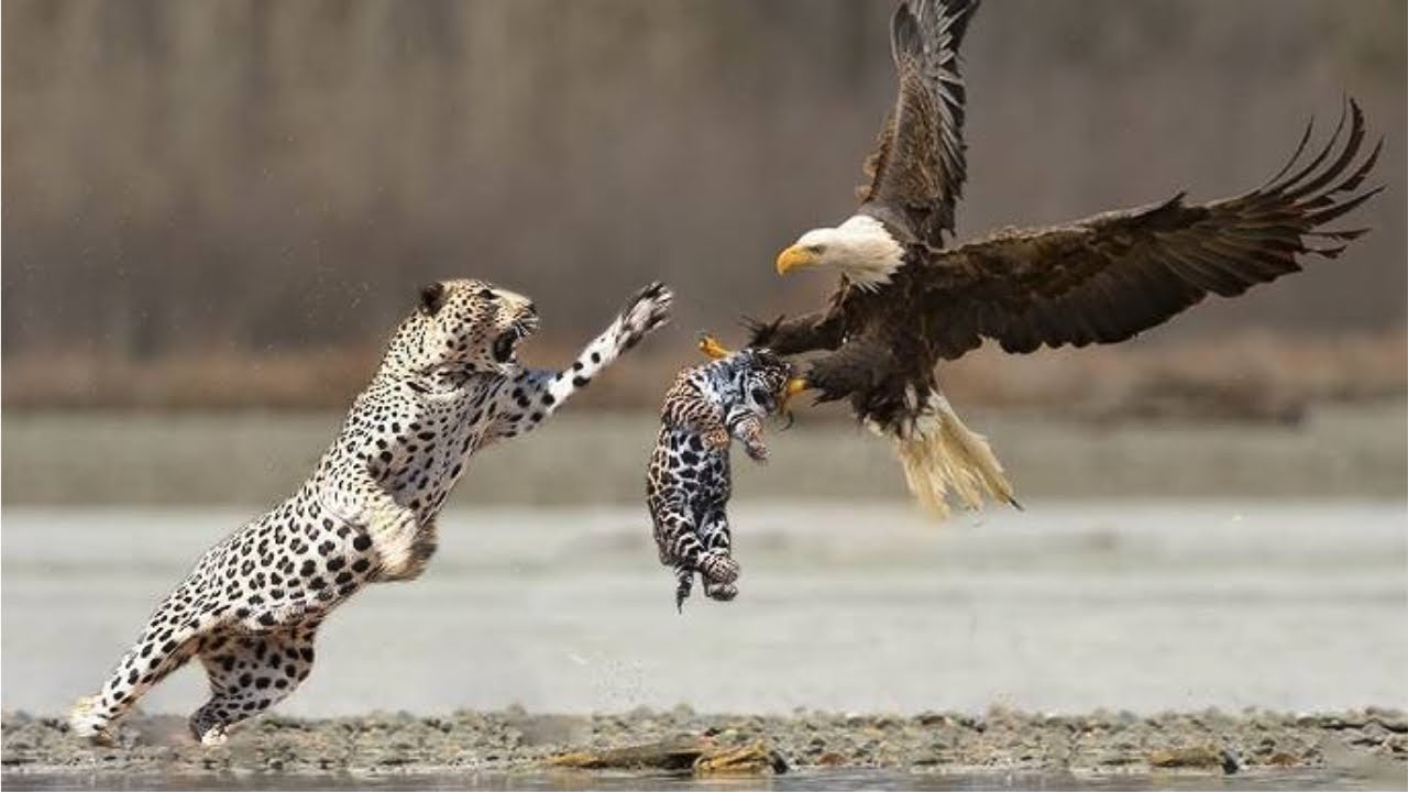 Most Amazing Eagle Attacks Ever Caught On Camera - YouTube