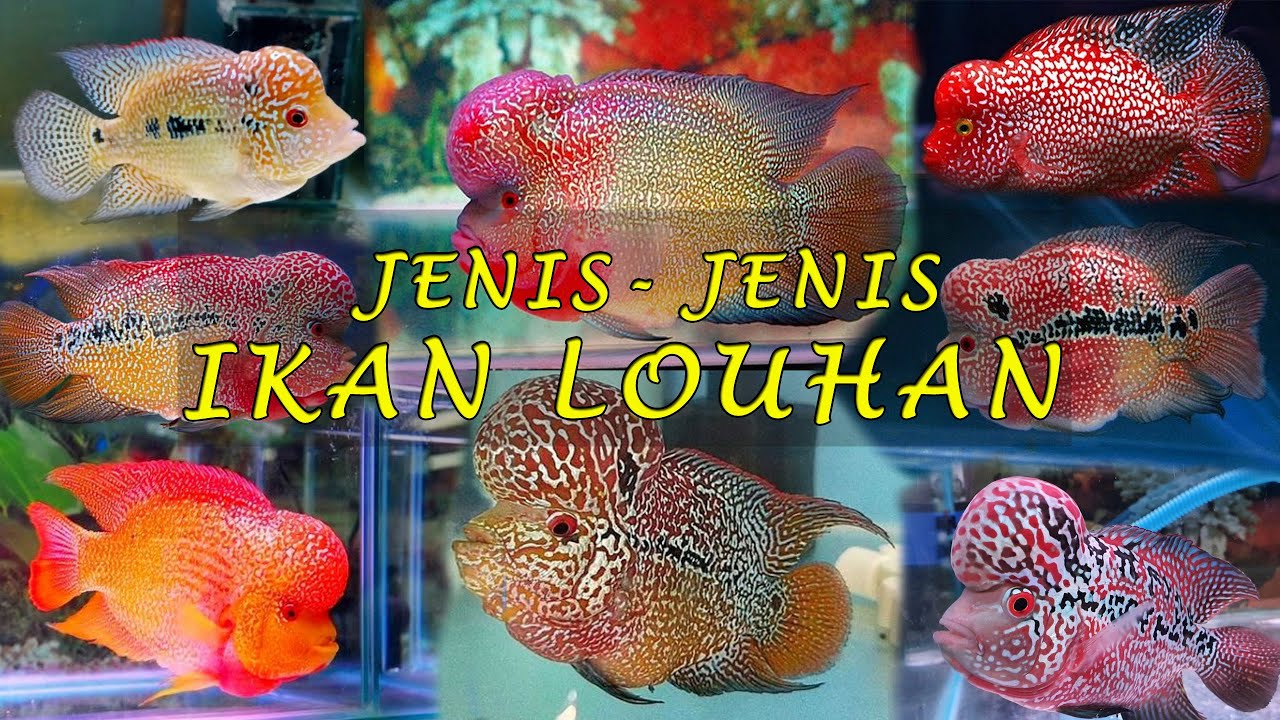 Jenis Jenis Lohan dan Harga per Januari Tahun 2023 #ikanlouhan # ...