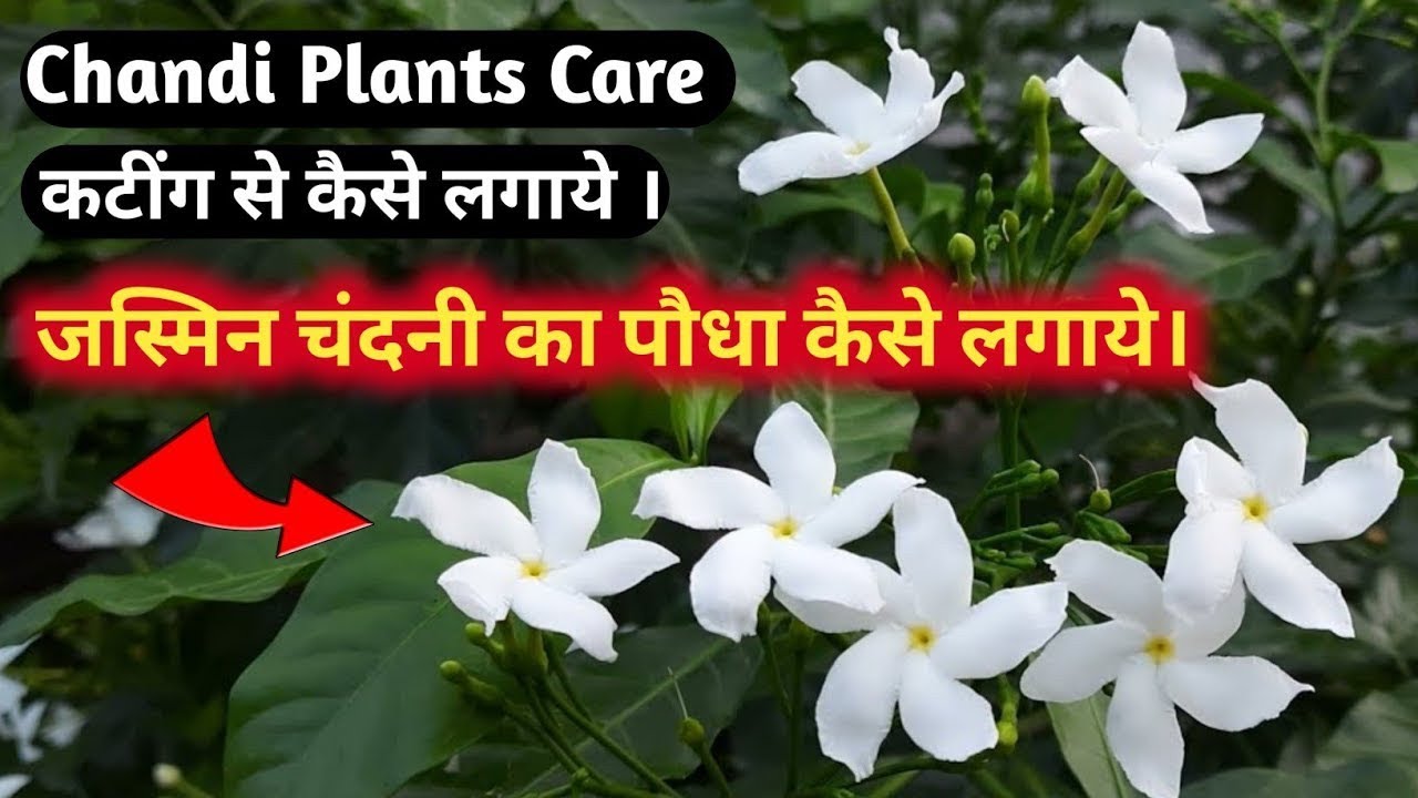 Chandi Plant Care || Best fertilizer for mini chandni plant, चांदनी ...
