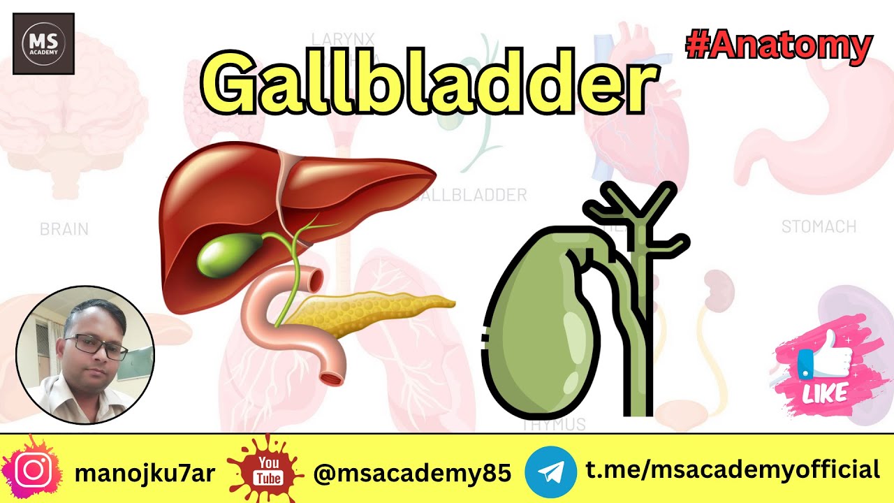 Gross Anatomy of Gallbladder: Composition, Structure, Blood Supply and ...