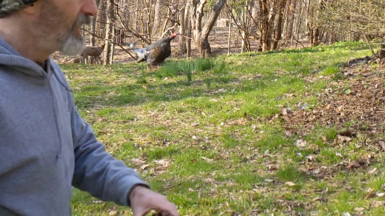 Shooting the slingshot at a 3-D turkeys head - YouTube