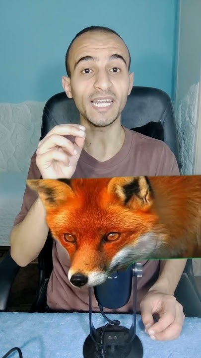هل ممكن تتبنى ثعلب 🦊 Youtube