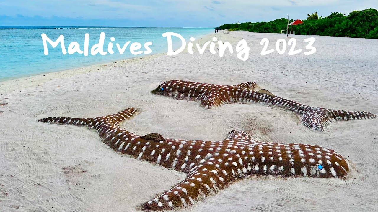 Maldives Diving South Ari Atoll 4K - YouTube