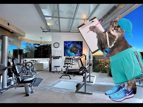 Ali Cat - Purrsonal Trainer and Meowtivational Speaker!