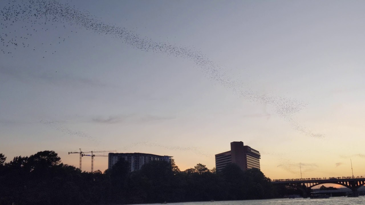 Austin bats - YouTube