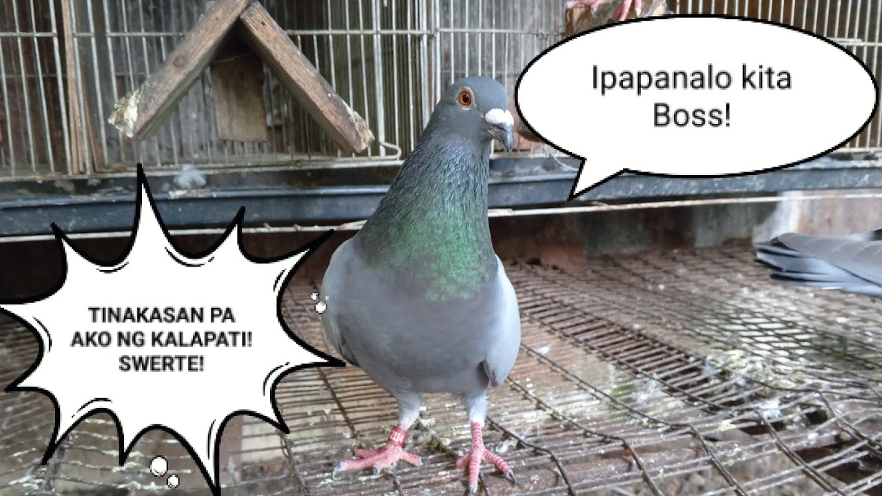 FIRST LAP NA! GAYAK NA ANG MGA KALAPATI KO - YouTube