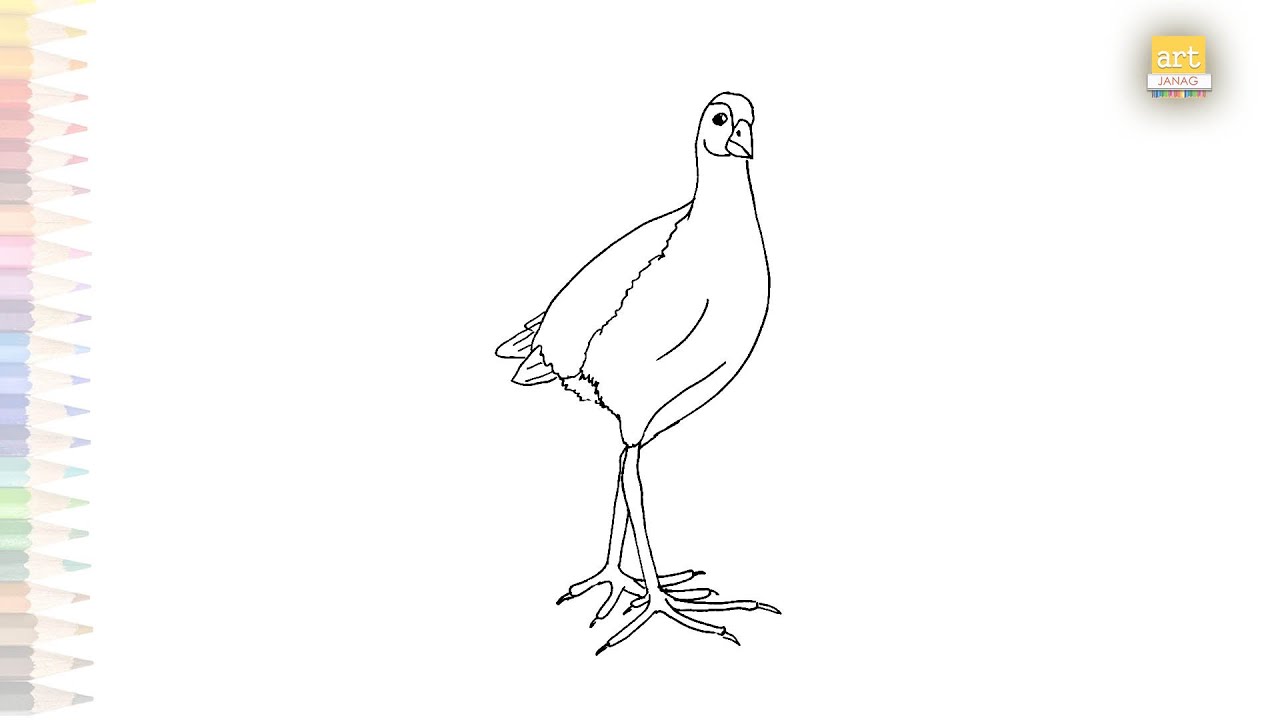 Pukeko drawings | Australasian swamphen drawing | How to draw A Pukeko ...