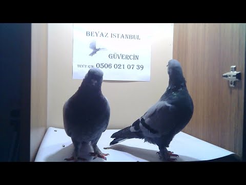 SELAMUN  ALEYKÜM KUŞÇU CAMİASI HOŞ GELİNİZ..#Güvercin #Kuş #OyunKuşu #Pigeons #Canlı #Mezat #2022