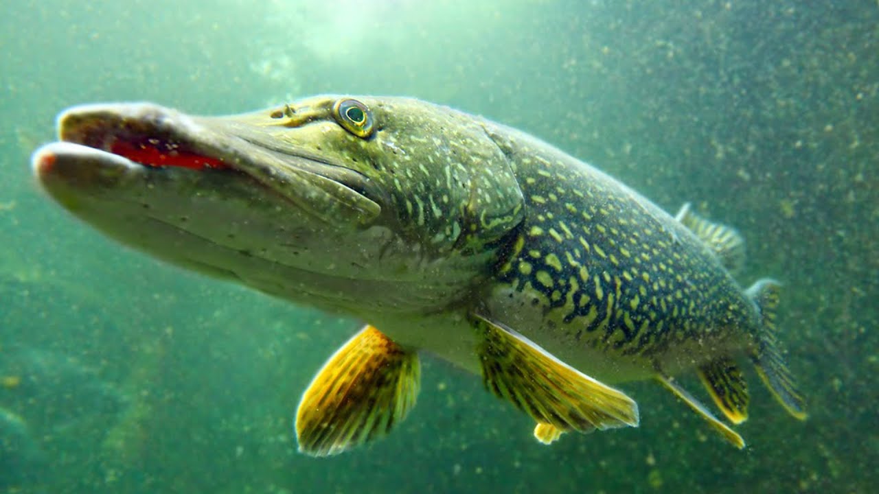 EXOTIC MONSTER FISH STORE - YouTube
