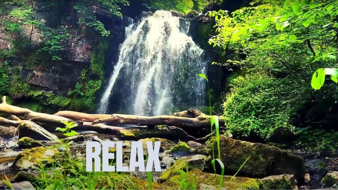 ☘️ Rain and forest animals - Relax and sleep HD - YouTube