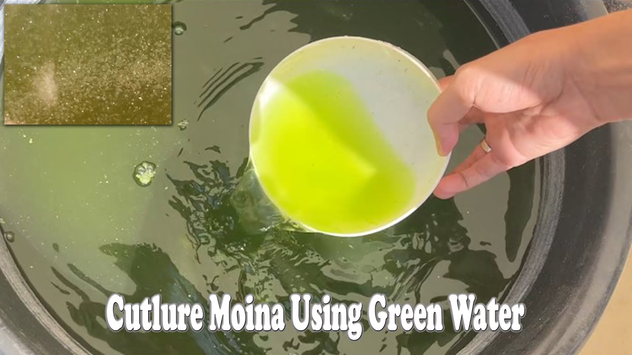 How to Culture Moina Using Green Water - YouTube