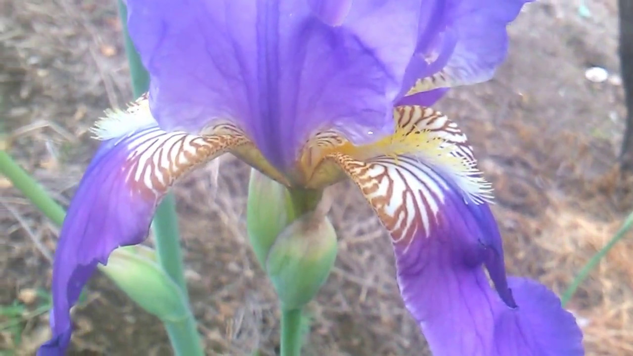 Iris latifolia lirio azul - YouTube