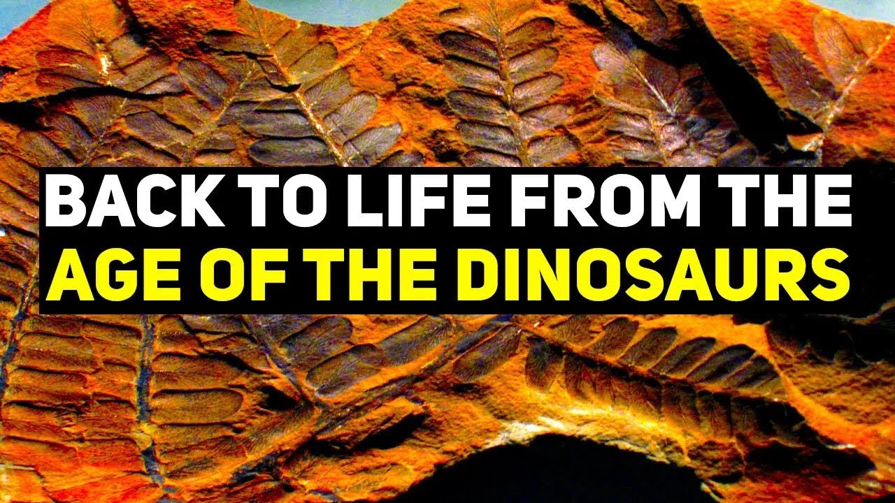 A Dinosaur Age Tree Brought Back From Extinction: The Wollemi Pine ...