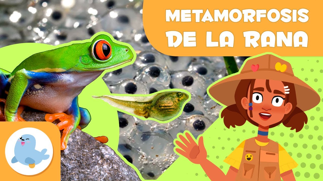 🐸 METAMORFOSIS de la RANA para niños 🌱 🔄 Huevo → Larva → Pupa → Adulto ...